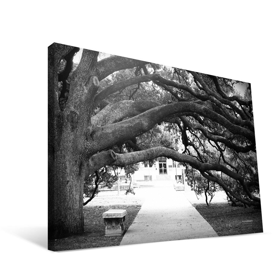 Texas A&M Aggies Century Tree Canvas Print – Paulson Designs